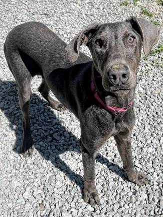 Pet of the Week: Meet Grey