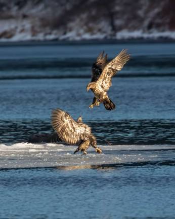 An aviary comes to the ARTery