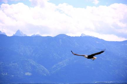 Eagle watch bus trips
