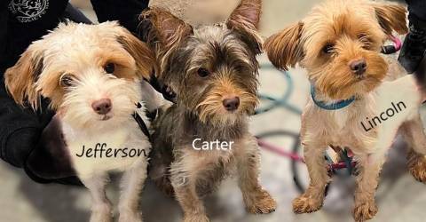 Meet Jefferson, Carter and Lincoln