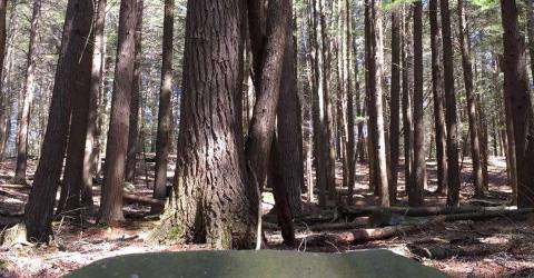 Discover the Damascus Forest Trail