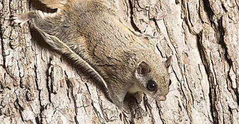 Disappearing flying squirrel lacks places to perch