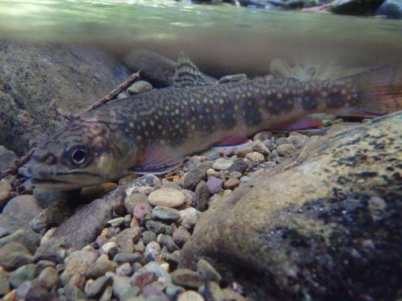 Deep Brook gets new stream classification