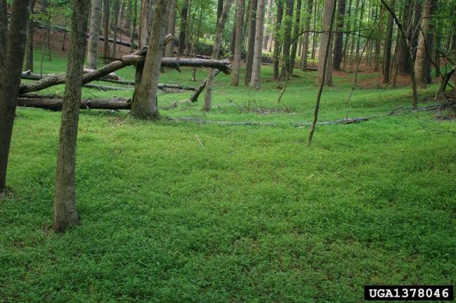 Shale gas development spreading invasive plants in PA forests